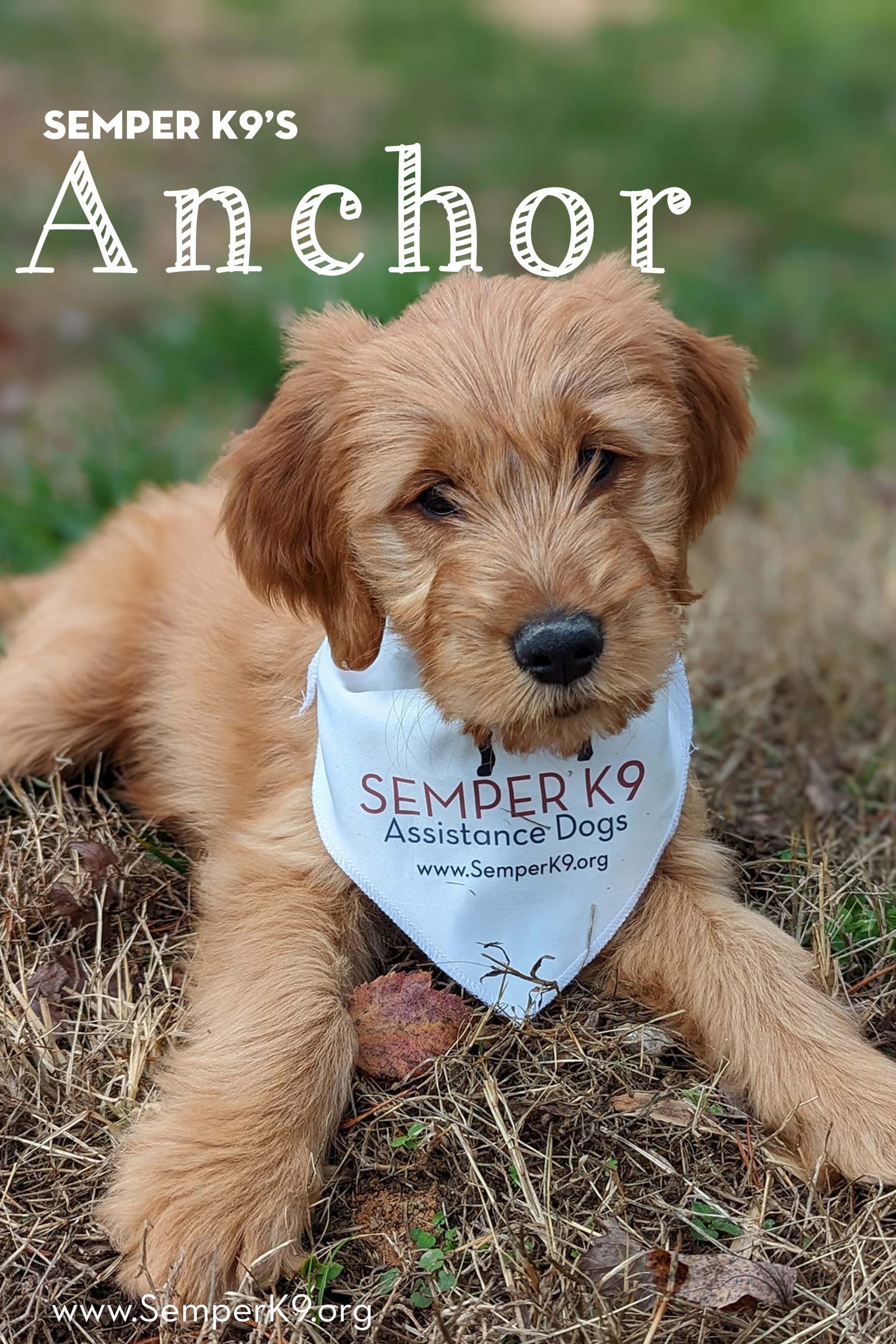 Anchor & Marc - Semper K9 - Service Dogs for Veterans